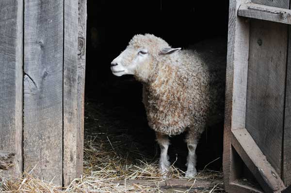 Sheep Shelter Can Be Simple For Shepherds - Grit